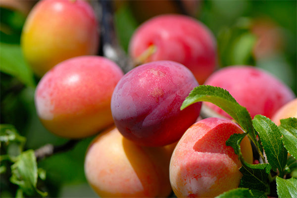 Fruit Trees – Millbrae Nursery